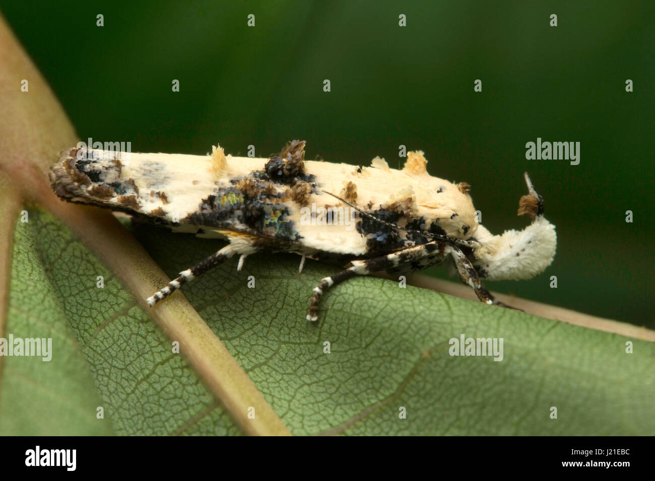 Tonica niviferana (Walker, 1864 Moth , Aarey Milk Colony , INDIA. The ...