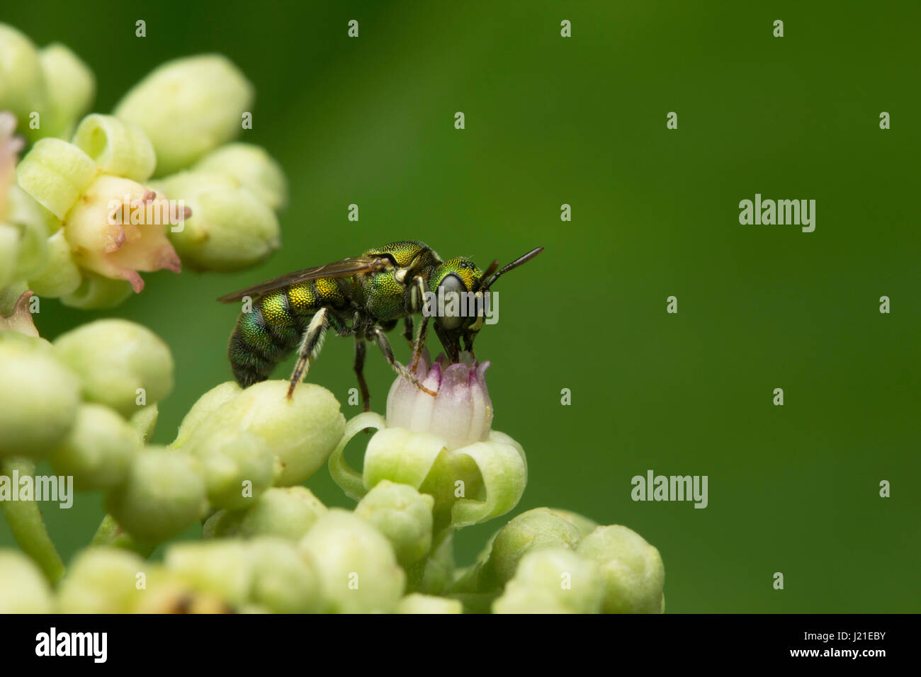 Bees, Aarey Milk Colony , INDIA Stock Photo - Alamy