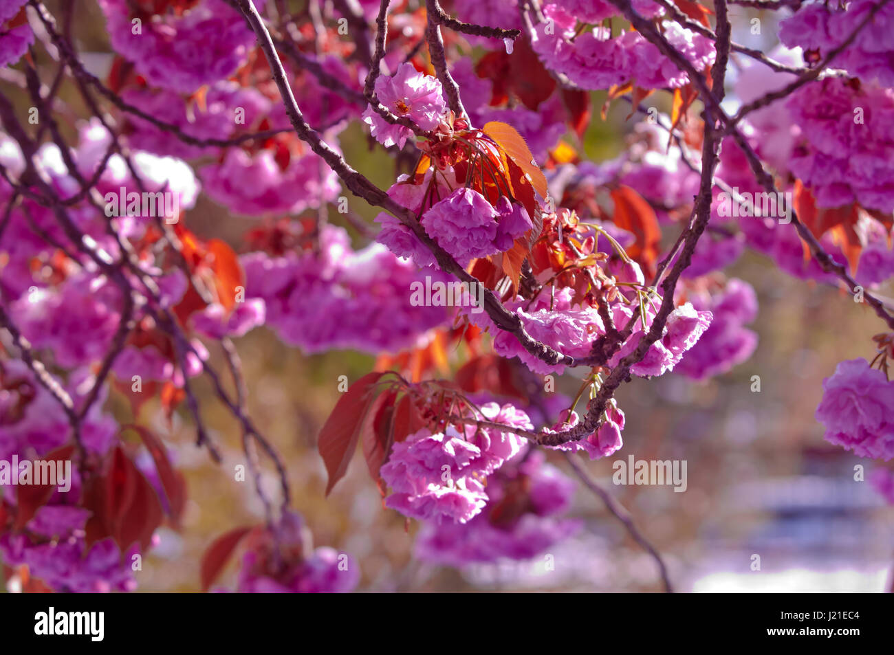 Blooming cherry tree after snowfall. Japanese cherry tree Prunus ...