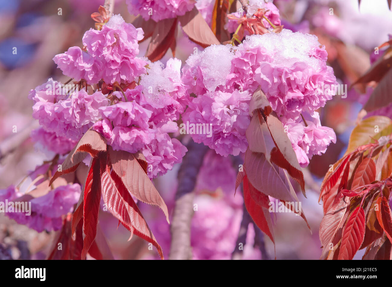 Blooming cherry tree after snowfall. Japanese cherry tree Prunus ...