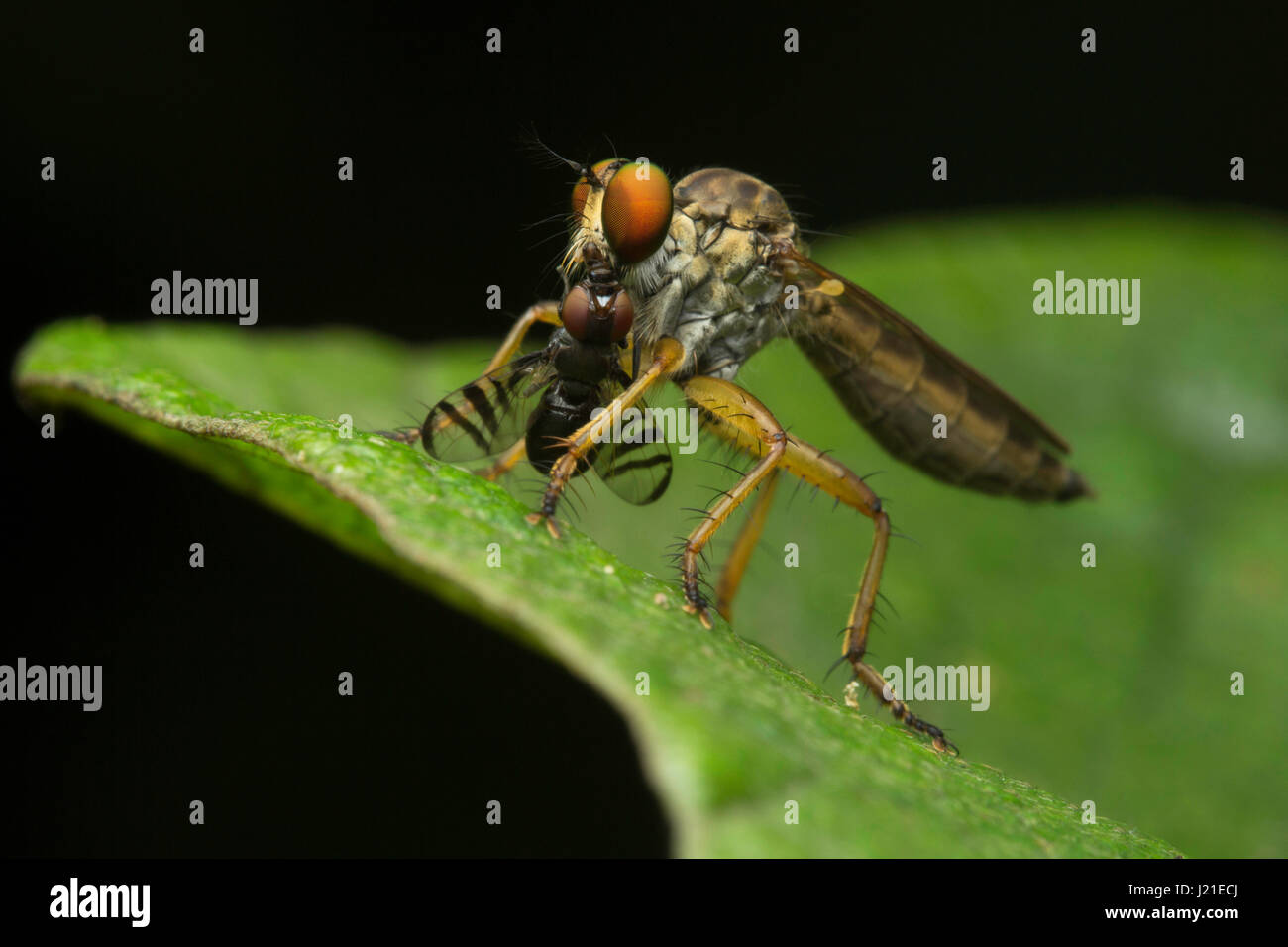 Robber fly, Aarey Milk Colony , INDIA. The robber fly family, also ...