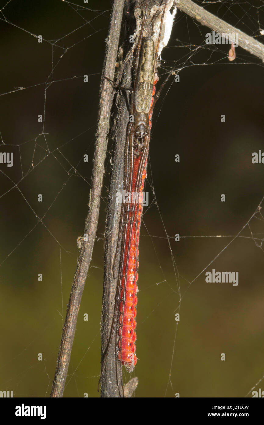 Insect with long legs hi-res stock photography and images - Alamy