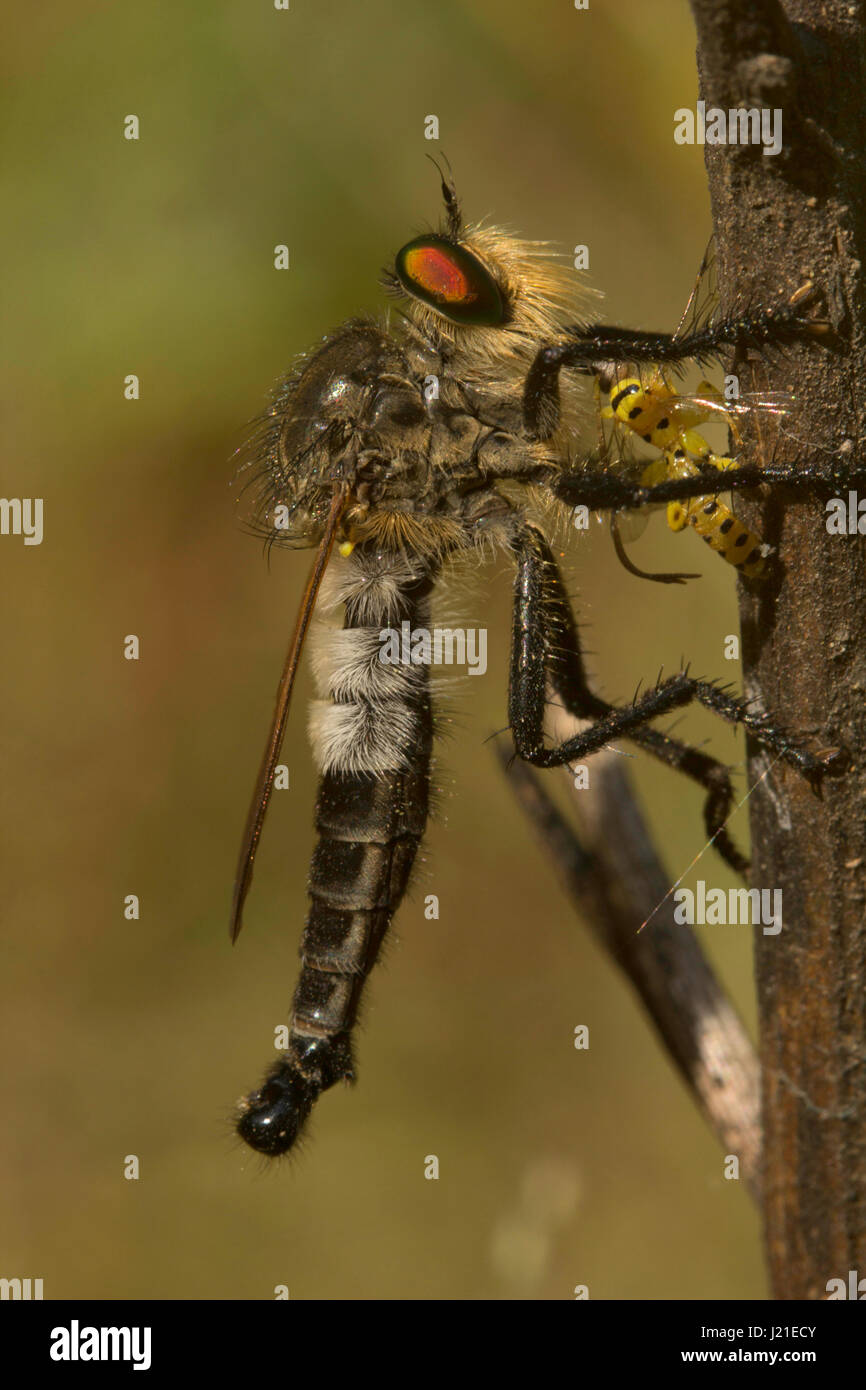 Robber fly, Aarey Milk Colony , INDIA. The robber fly family, also ...