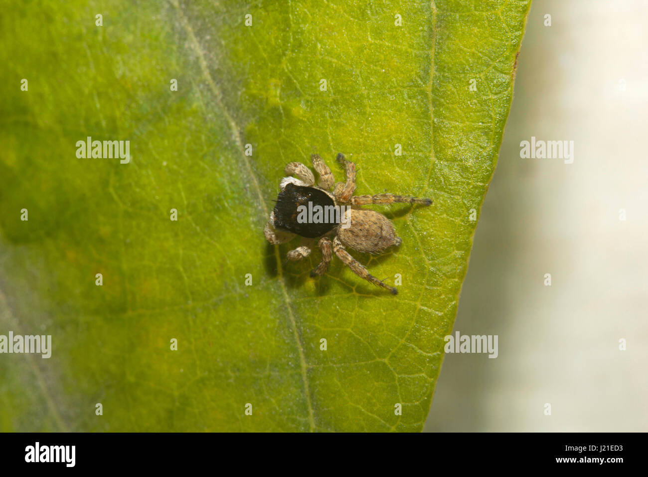 Jumping spider , Salticidae , Aarey Milk Colony , INDIA. The jumping ...