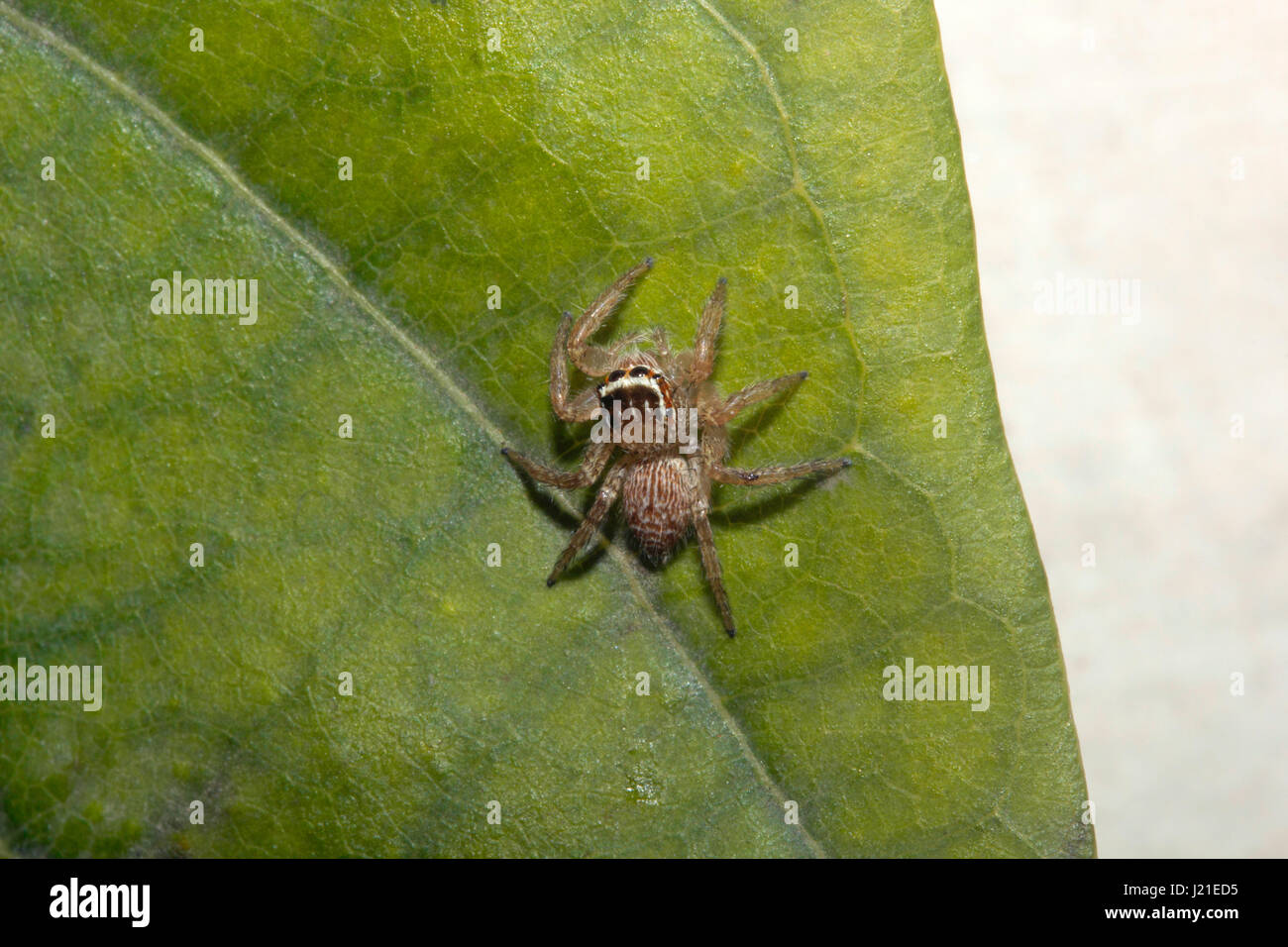Jumping spider , Salticidae , Aarey Milk Colony , INDIA. The jumping ...