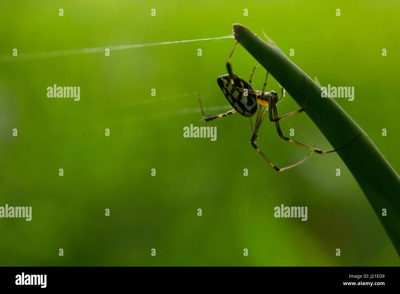 India Poisonous Spider High Resolution Stock Photography and Images - Alamy