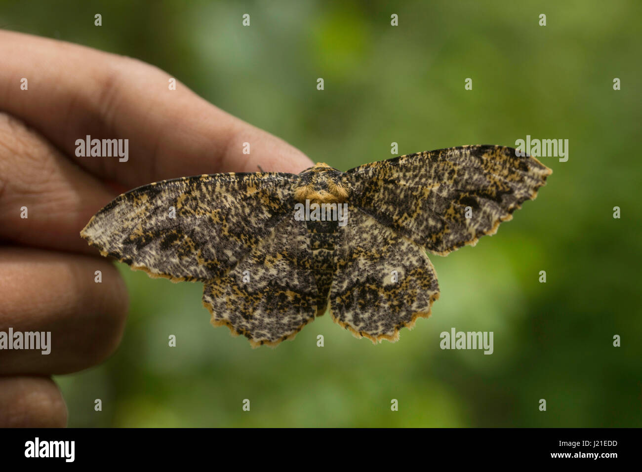 Biston suppressaria (Guenée, [1858]) - Tea Looper , Aarey Milk Colony ...