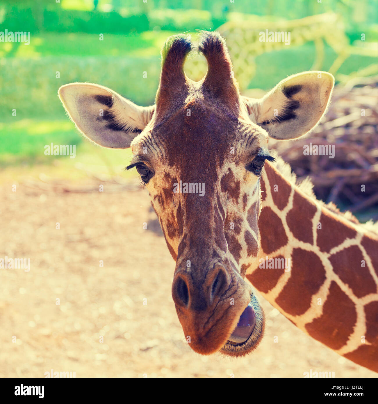Portrait of a giraffe against green natural background Stock Photo - Alamy