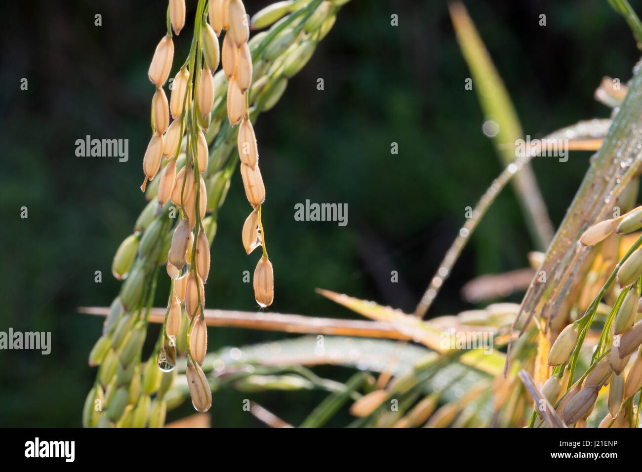 Sheaves rice on field hi-res stock photography and images - Alamy