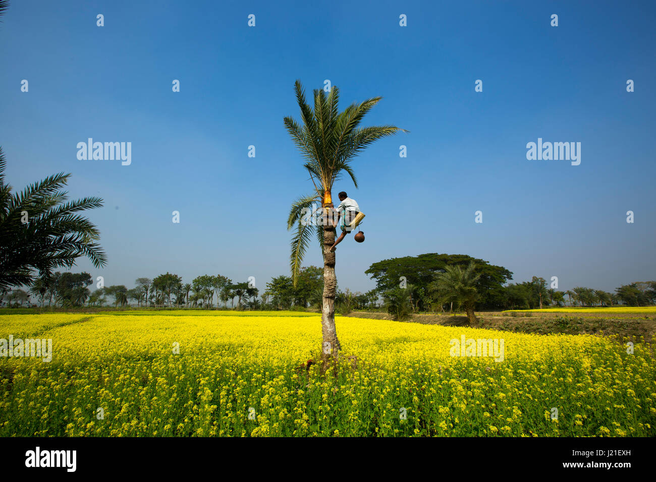 A tree climber locally known as ‘gaachi’ peels the bark of a date palm ...