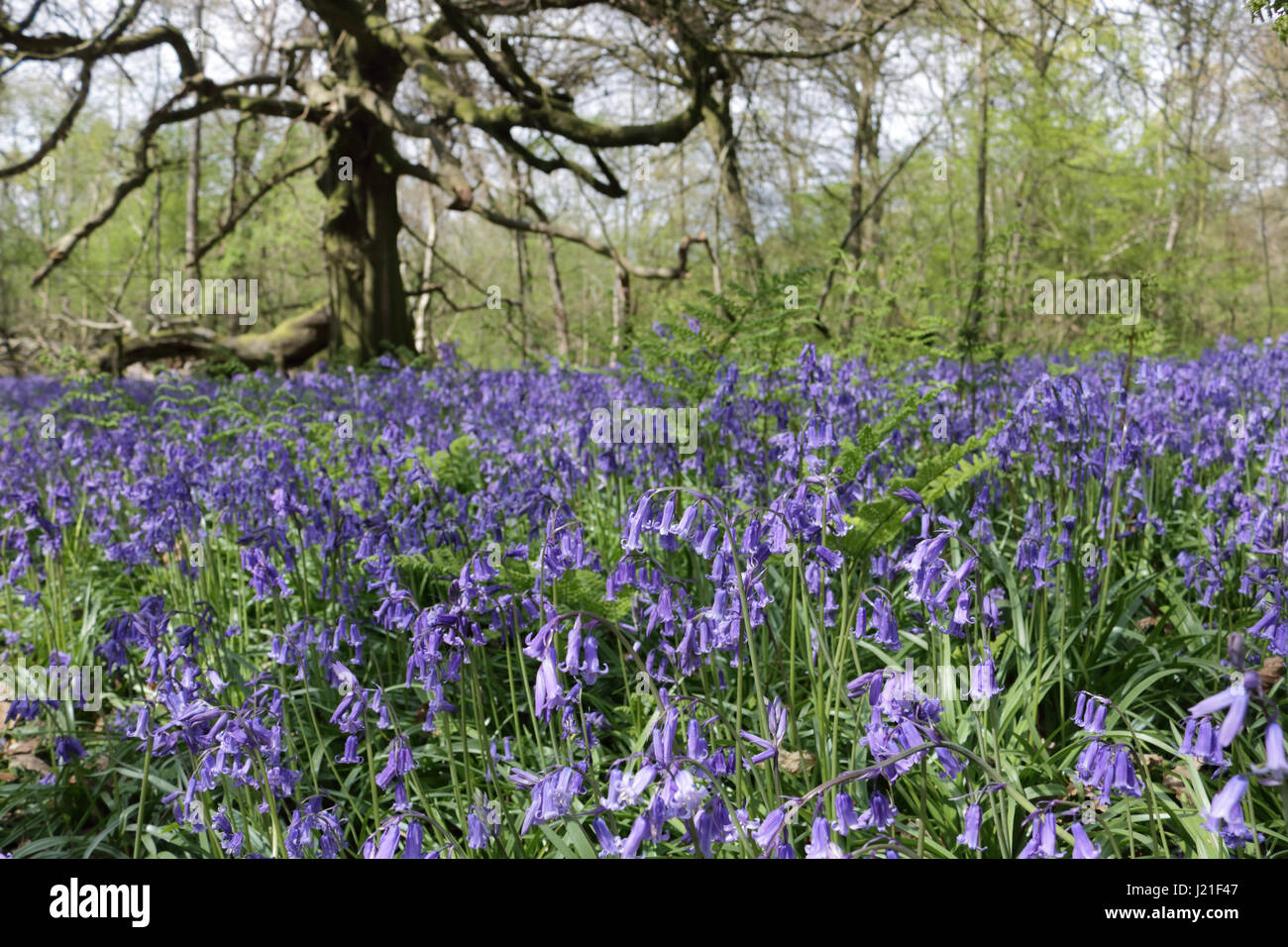 Effingham Surrey, UK. 23rd Apr, 2017. The bluebells are at their peak ...