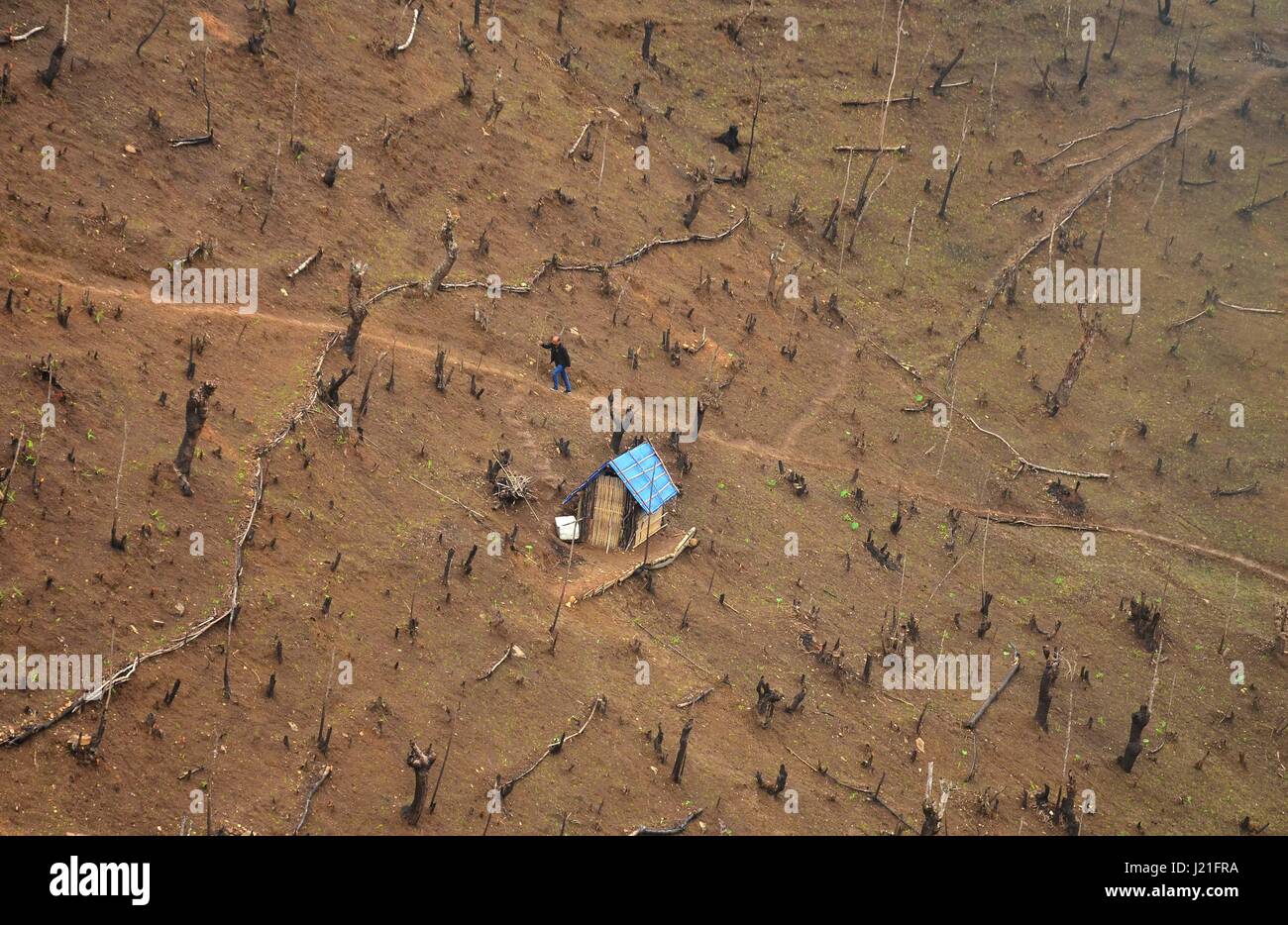 Tseminyu, India. 23rd Apr, 2017. A man walk passes a Jhum cultivation ...