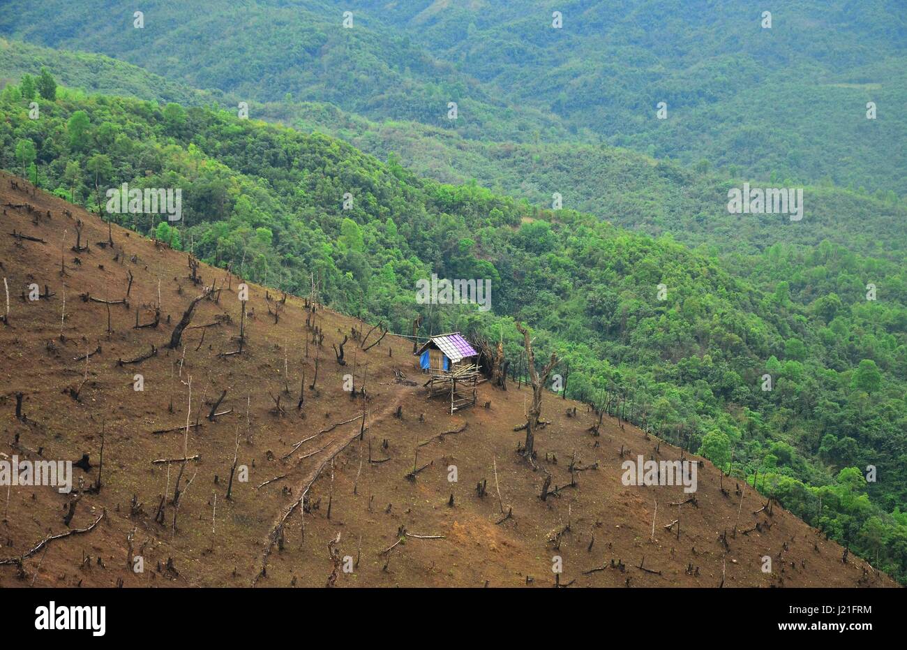 Tseminyu, India. 23rd Apr, 2017. A Jhum cultivation field is seen ...