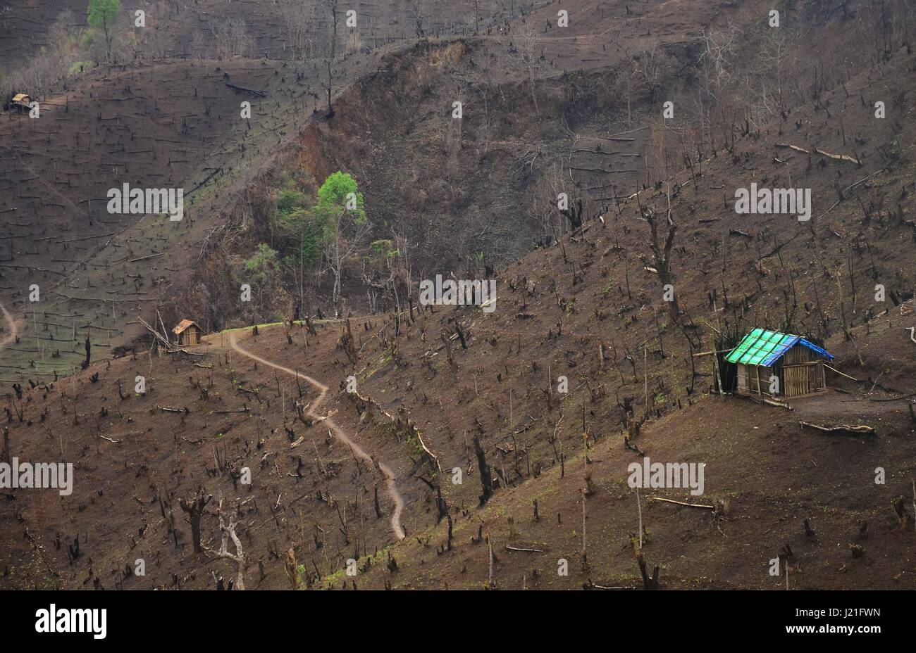 Tseminyu, India. 23rd Apr, 2017. A Jhum cultivation field is seen at ...