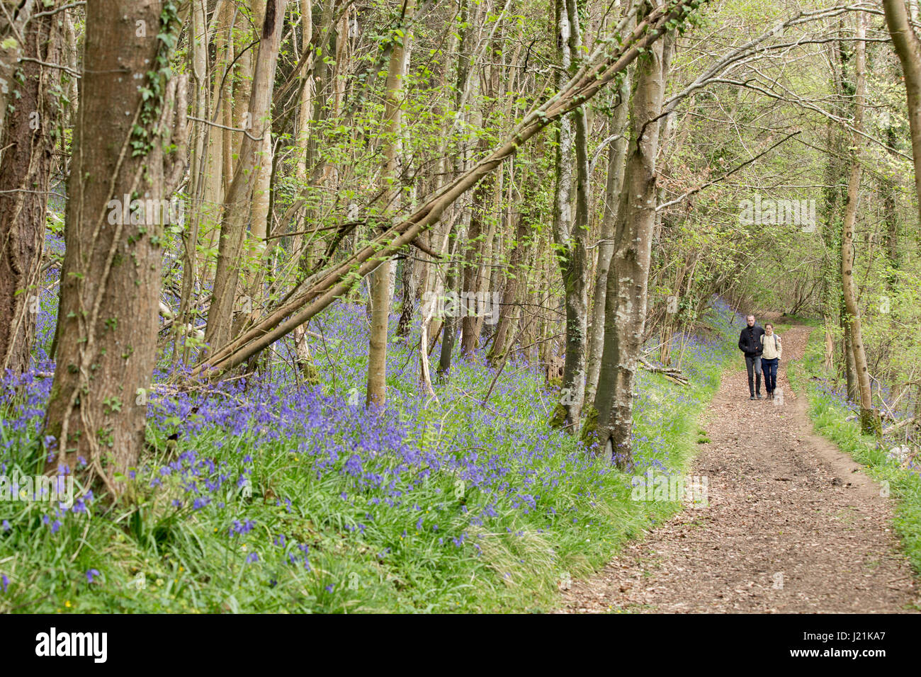 Sapperton, Gloucestershire. 23rd April, 2017. A carpet of bluebells ...