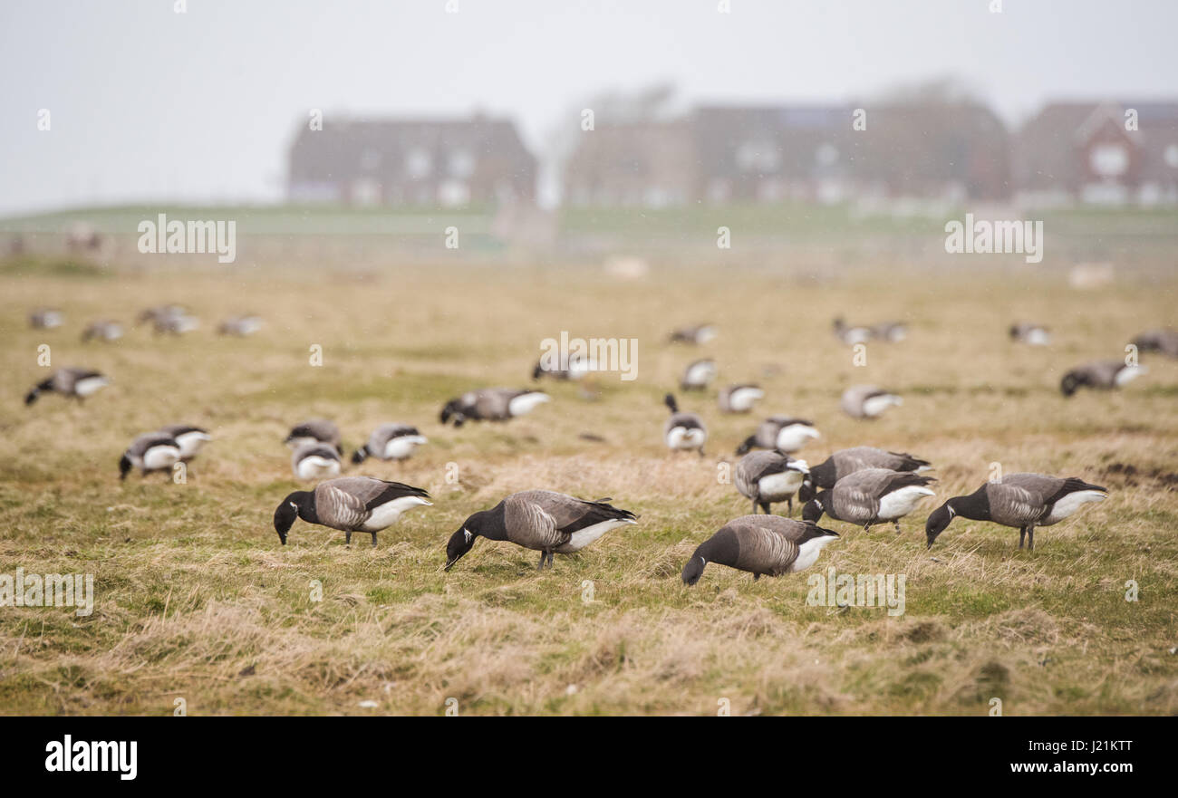 Brent geese eating on Hallig Hooge island, Germany, 22 April 2017. Ten ...