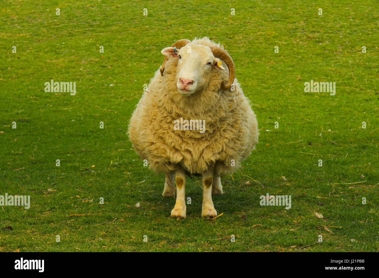London, UK. 23rd Apr, 2017. A sheep in a pen at the Madchutte Park and ...