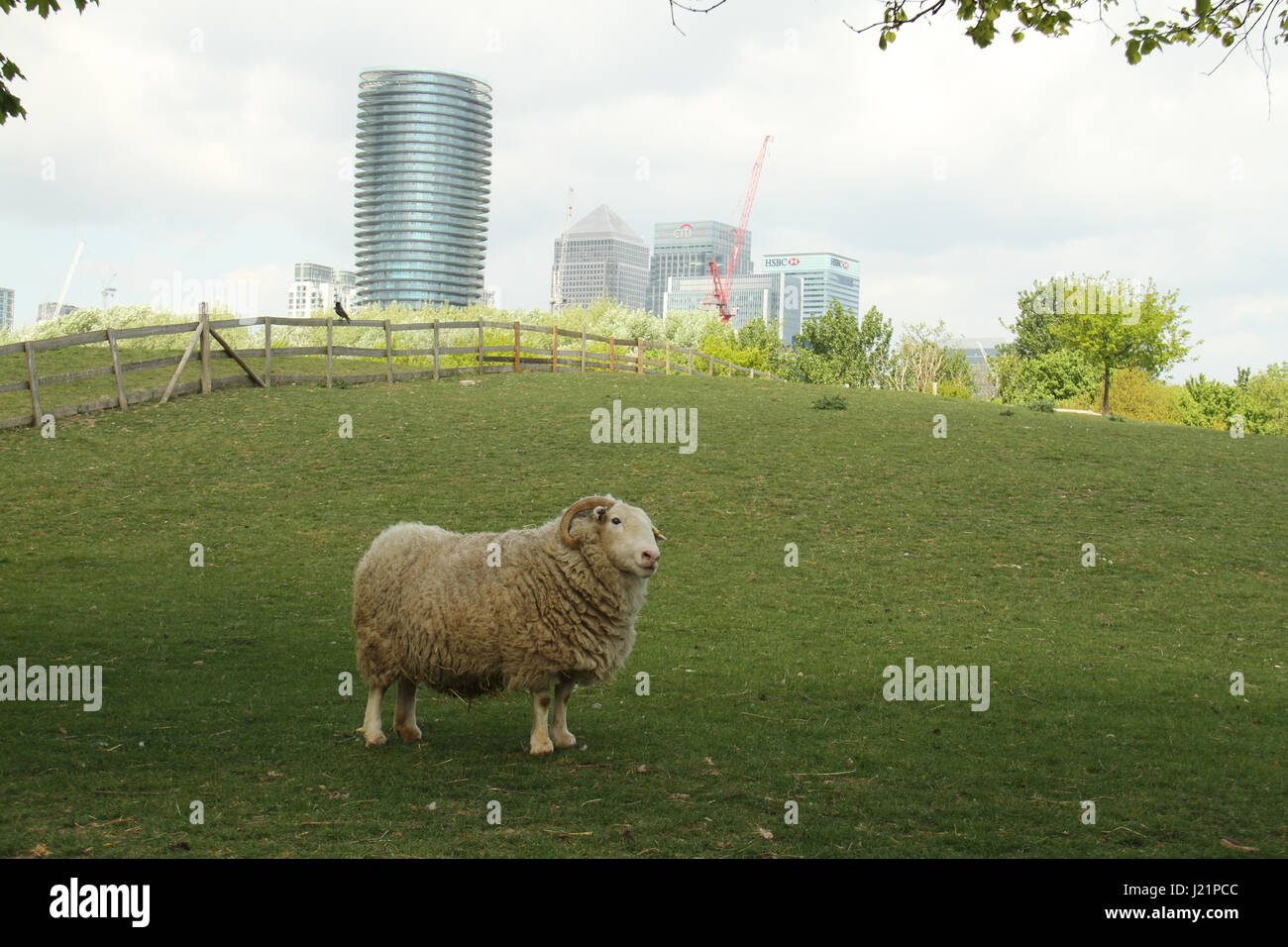 Sheep london pen hi-res stock photography and images - Alamy