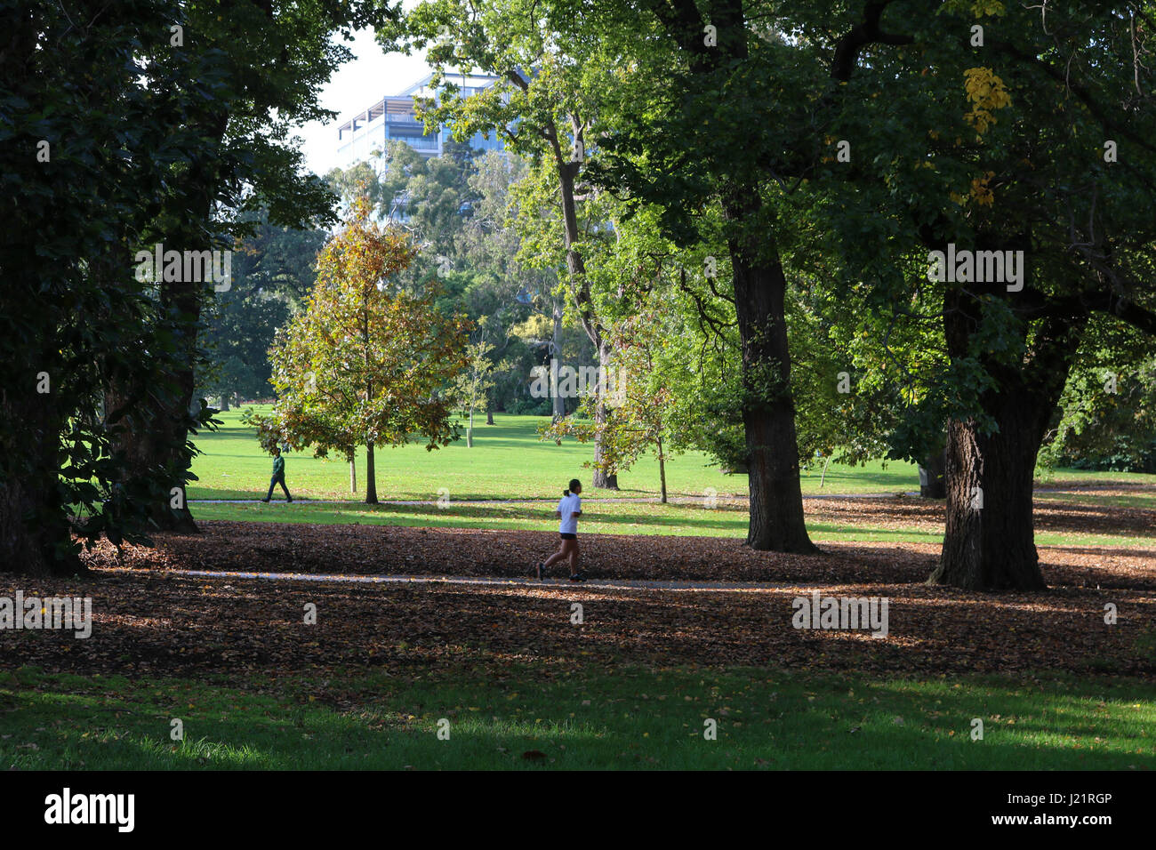 Melbourne, Australia. 24th Apr, 2017. Trees are beginning to colour in ...