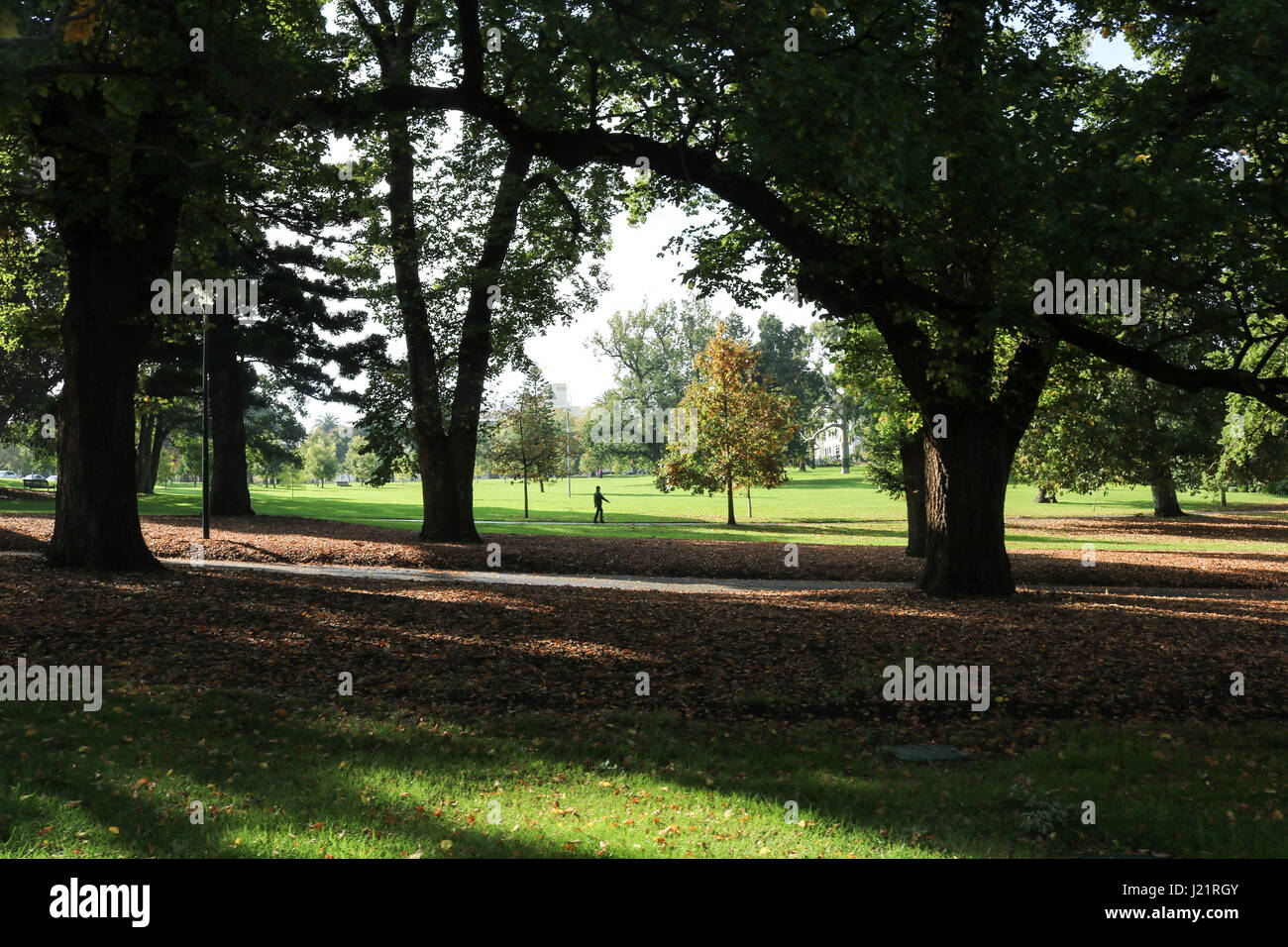 Melbourne, Australia. 24th Apr, 2017. Trees are beginning to colour in ...