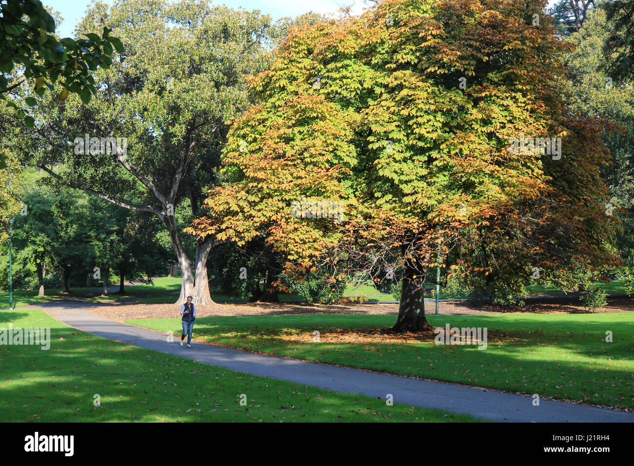 Melbourne, Australia. 24th Apr, 2017. Trees are beginning to colour in ...