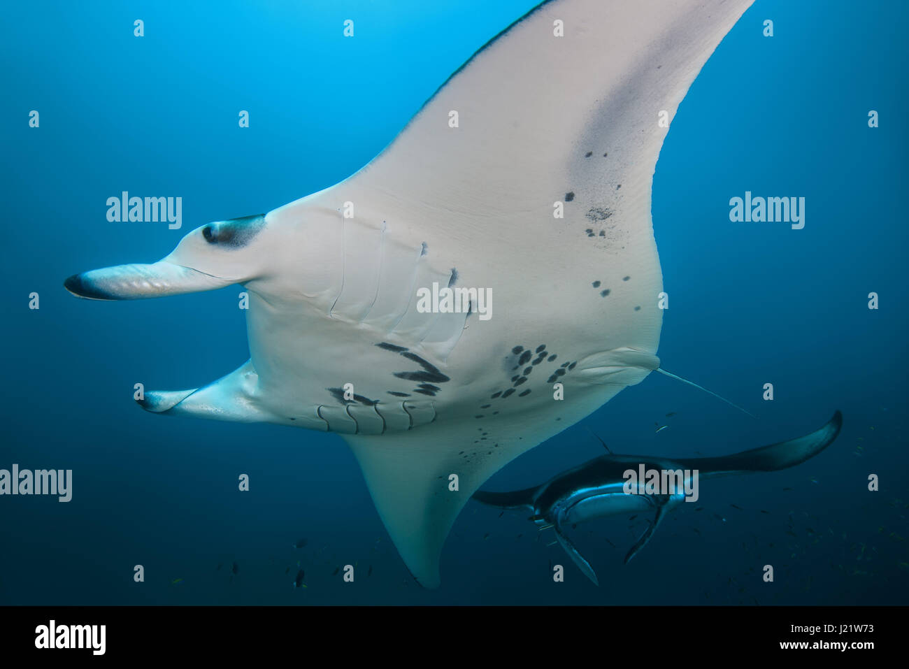 Indian Ocean, Maldives. 20th Mar, 2017. Two Giant oceanic manta ray ...