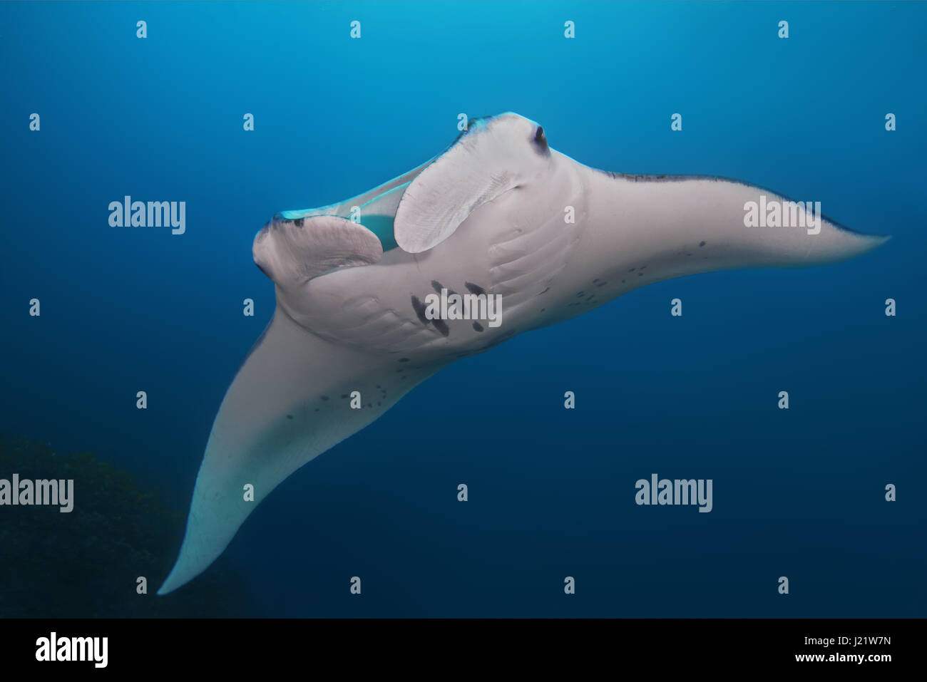Indian Ocean, Maldives. 20th Mar, 2017. Giant oceanic manta ray (Manta ...