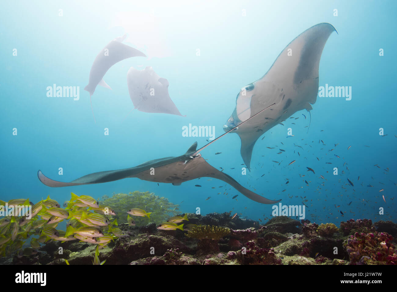 Indian Ocean, Maldives. 20th Mar, 2017. group of Giant oceanic manta ...