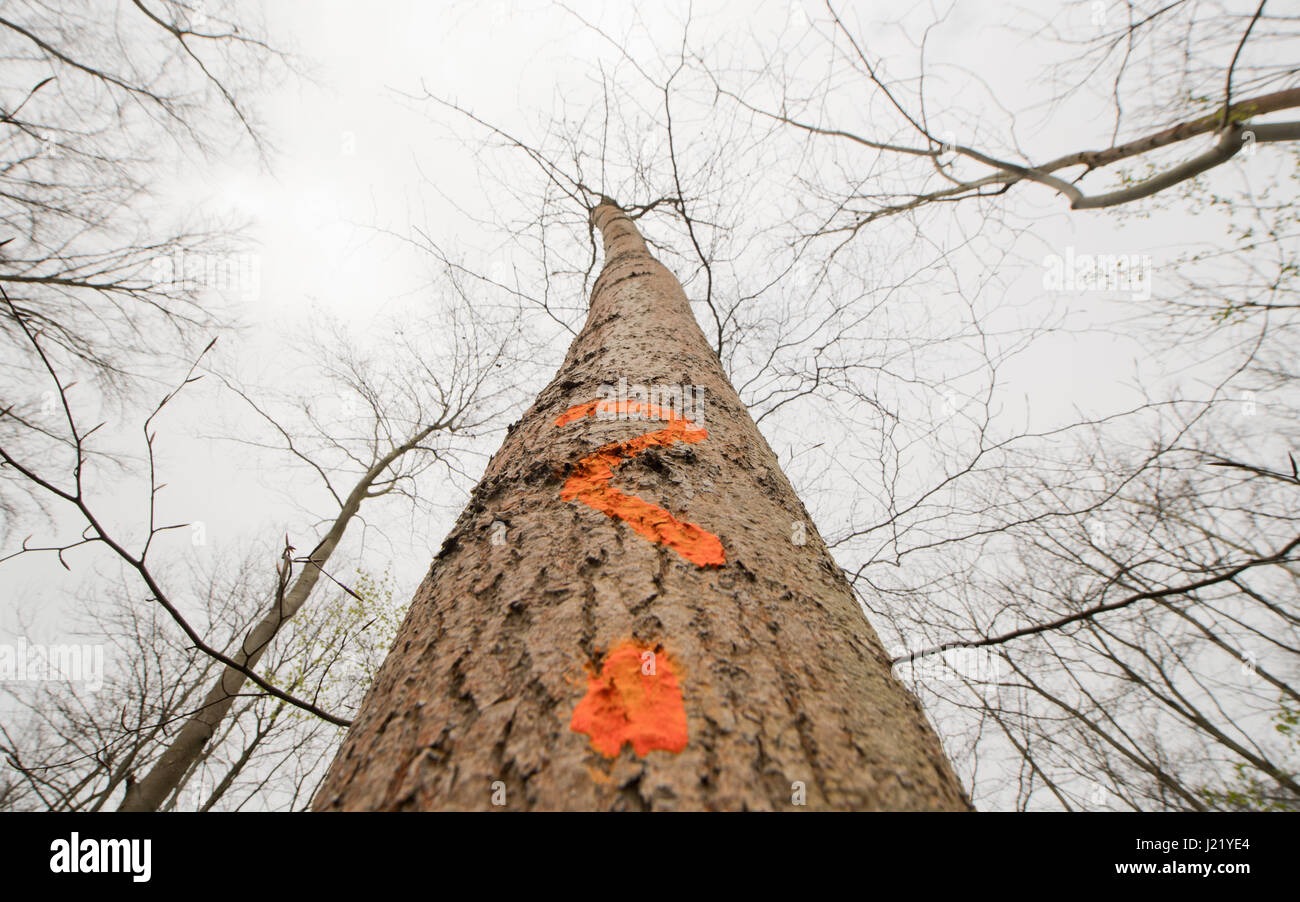 A ranger marked an ash tree sick with fungus with a questionmark in a ...