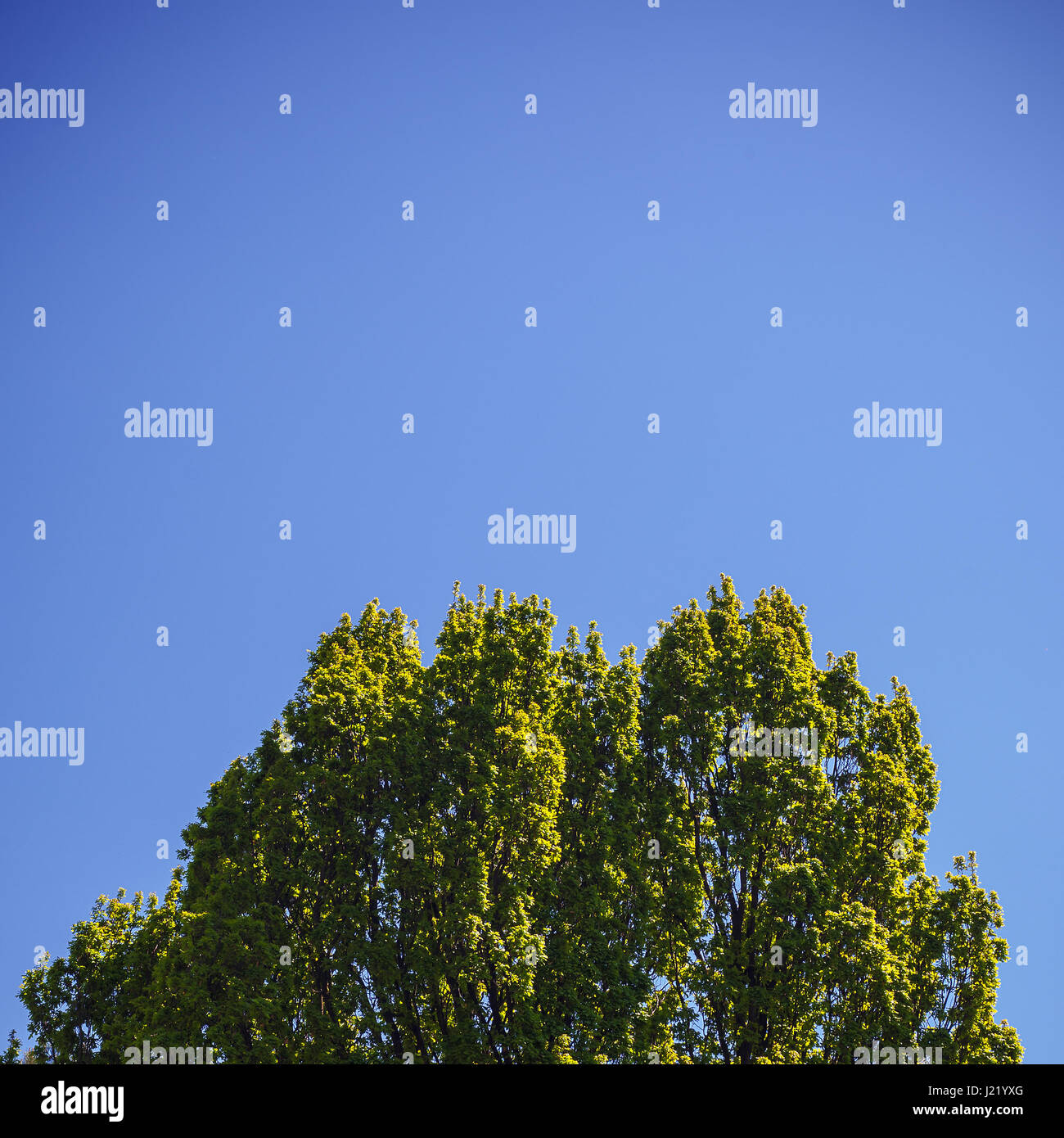 One part of a tall tree, treetop in early spring Stock Photo - Alamy