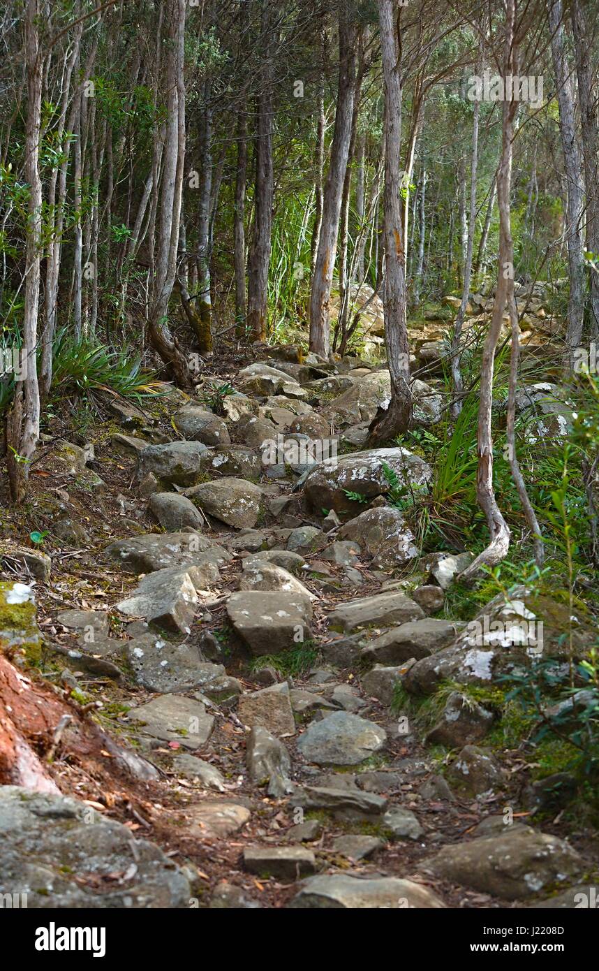 Forest walking route Stock Photo - Alamy