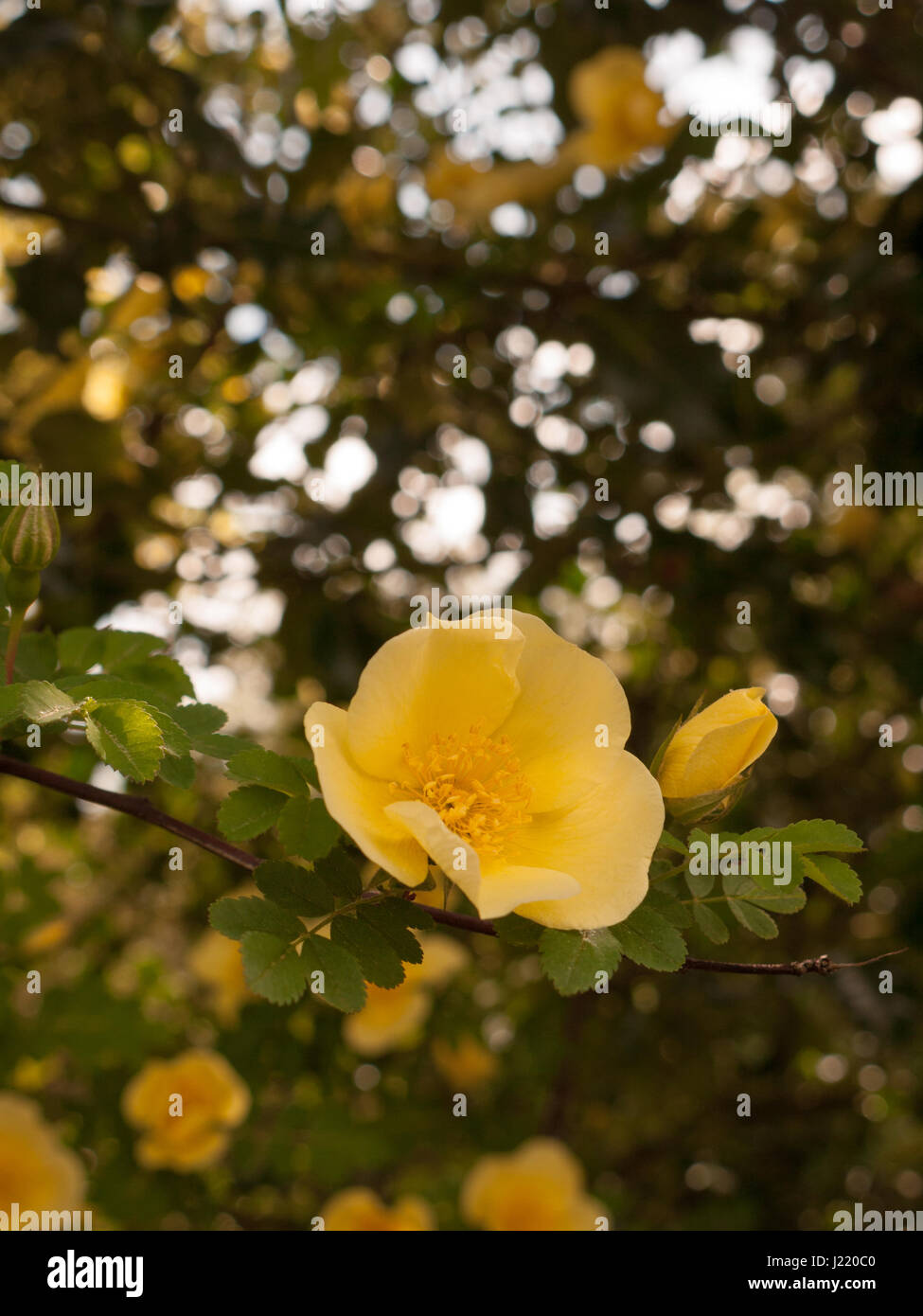 a beautiful and isolated macro of a gorgeous and soft yellow single ...