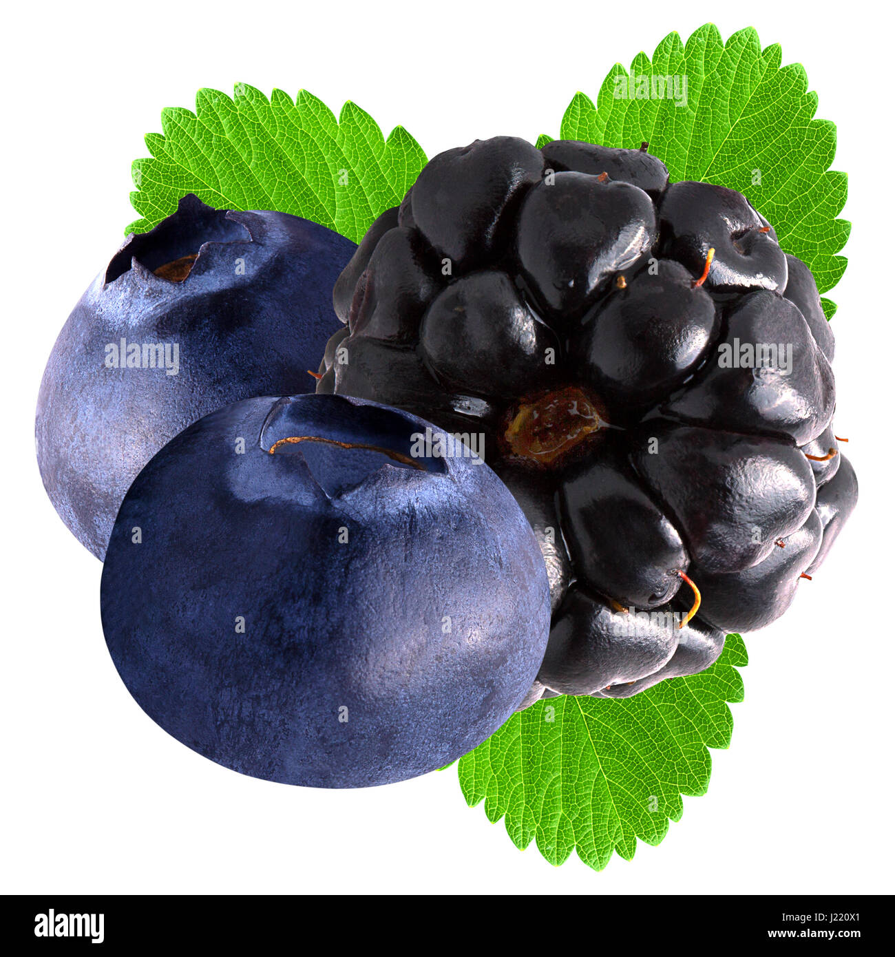 Isolated blueberry and blackberry on white background as package design ...