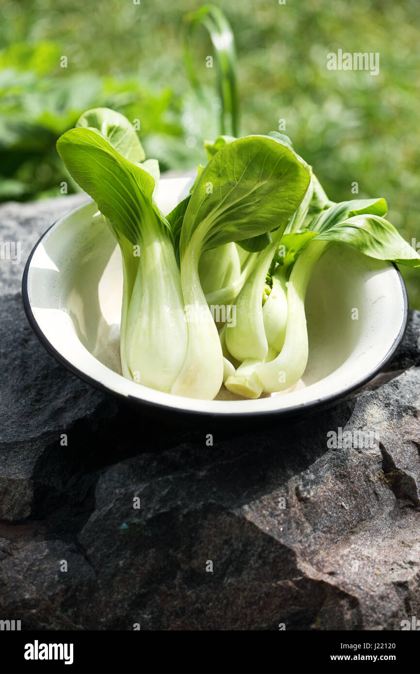 Pak Choi Oriental vegetable Stock Photo - Alamy