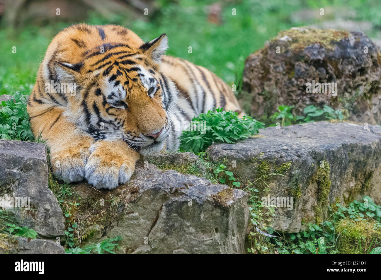 Young bengal tiger lying on the grass and shows his paws Stock Photo ...