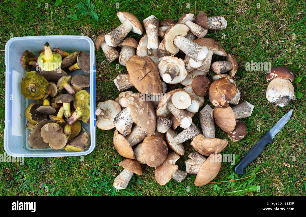 A forager's feast: Porcini (Boletus edulis: aka King Bolete) with Birch ...