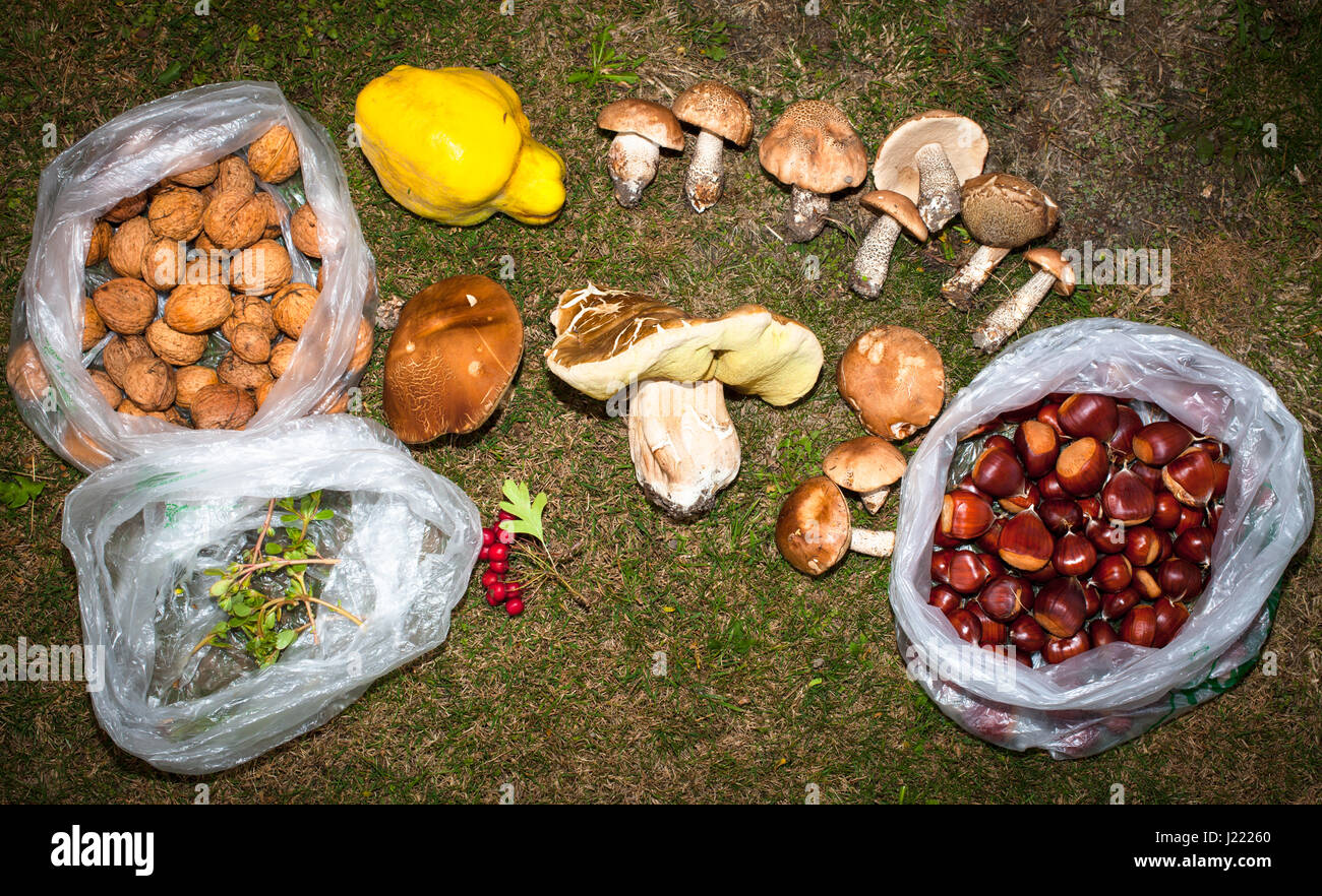 A forager's feast: Porcini (Boletus edulis: aka King Bolete) with Birch ...