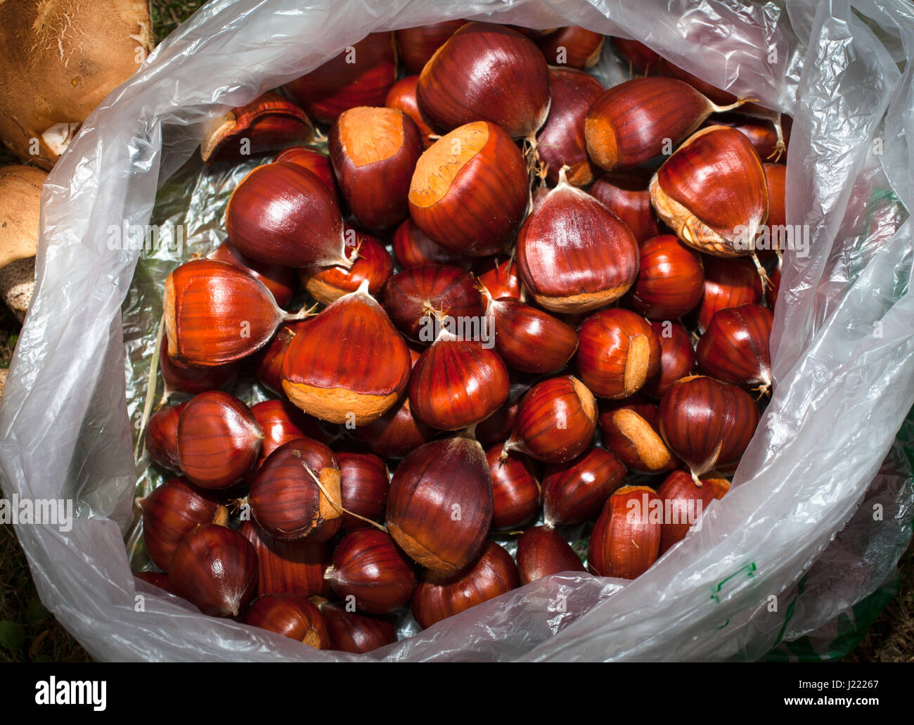 Chestnut feast hi-res stock photography and images - Alamy