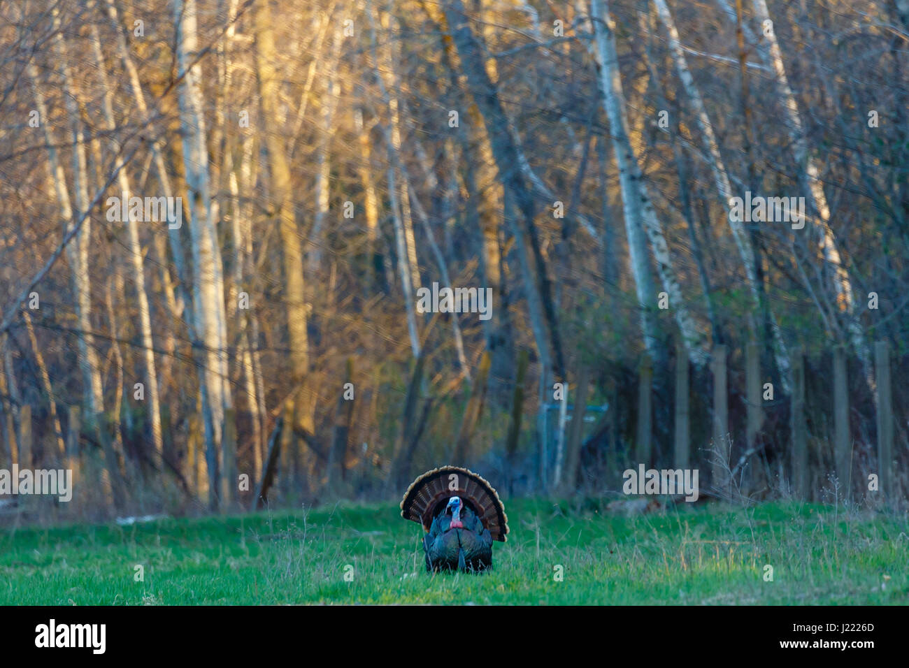 Male Wild Turkey (Meleagris gallopavo) strutting with fan tail out in ...