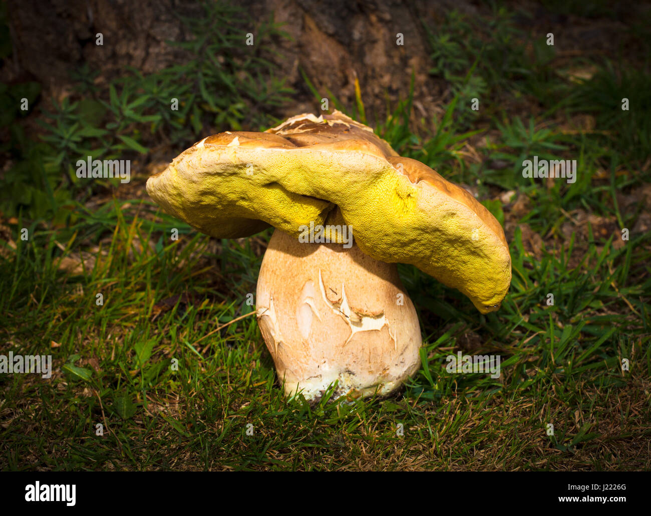 Wild pig new zealand hi-res stock photography and images - Alamy