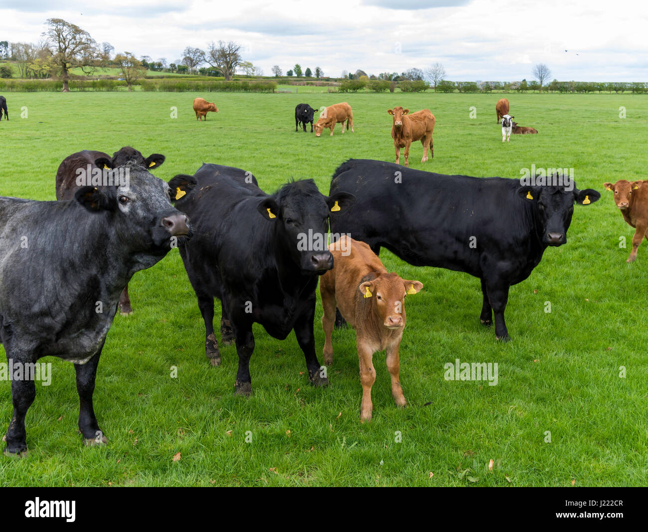 Beef cattle in a field standing protectively around a brown calf Stock ...