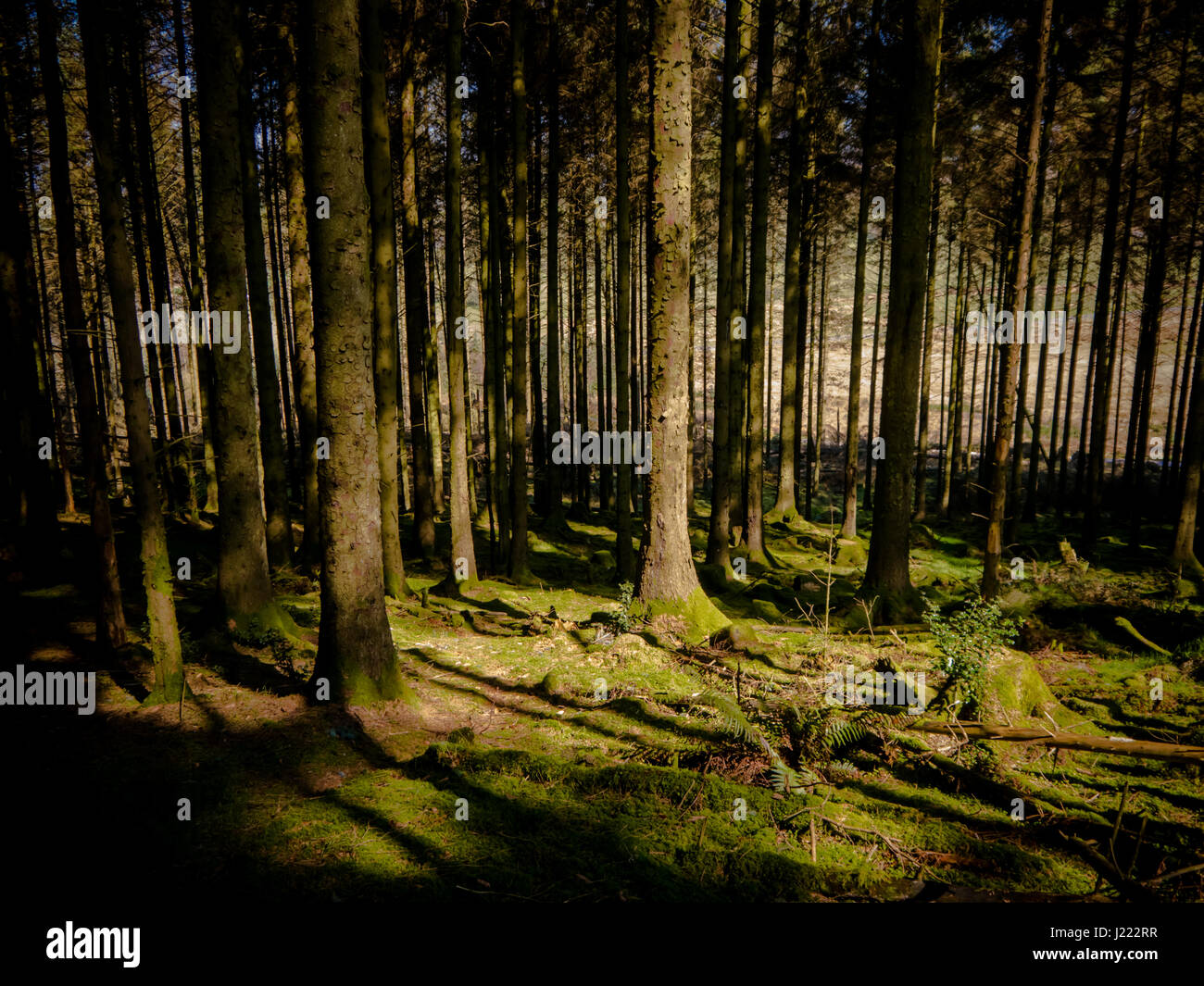 An area of forest and woodland on the west side of Dent fell, Lake ...