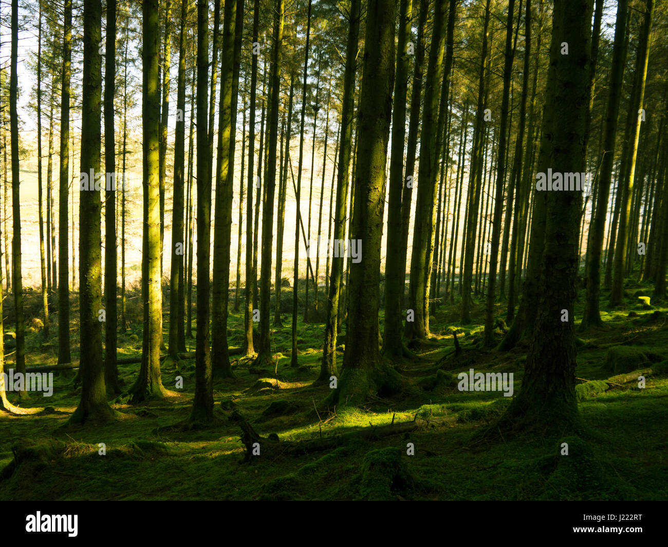 An area of forest and woodland on the west side of Dent fell, Lake ...
