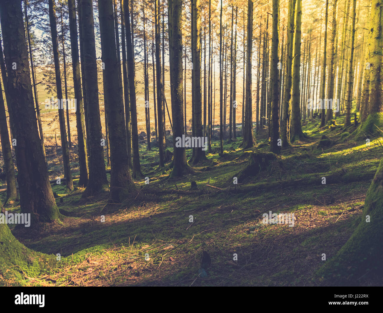 An area of forest and woodland on the west side of Dent fell, Lake ...