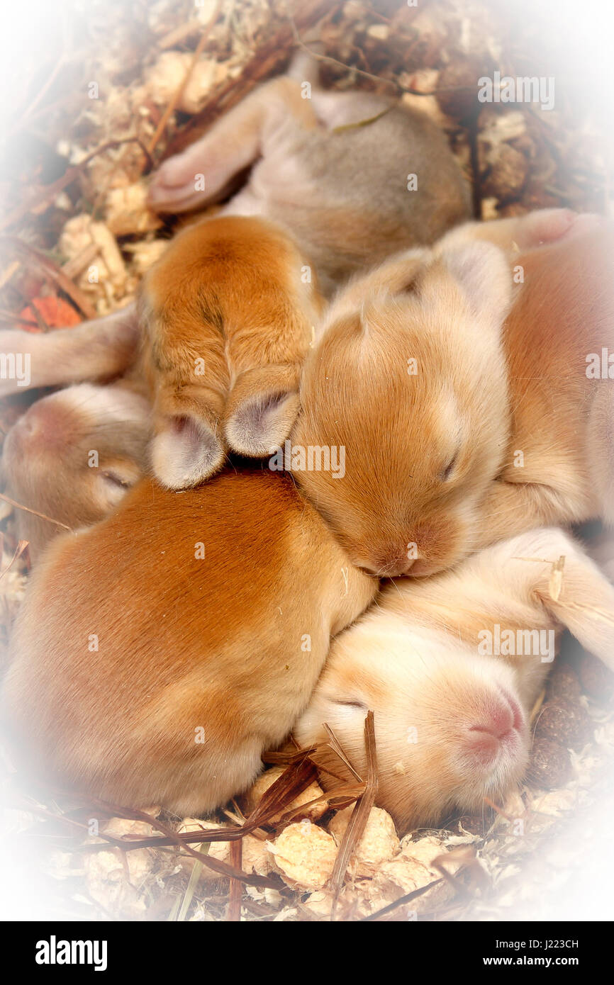 Little rabbit babies sleeping together. Cute pets Stock Photo - Alamy
