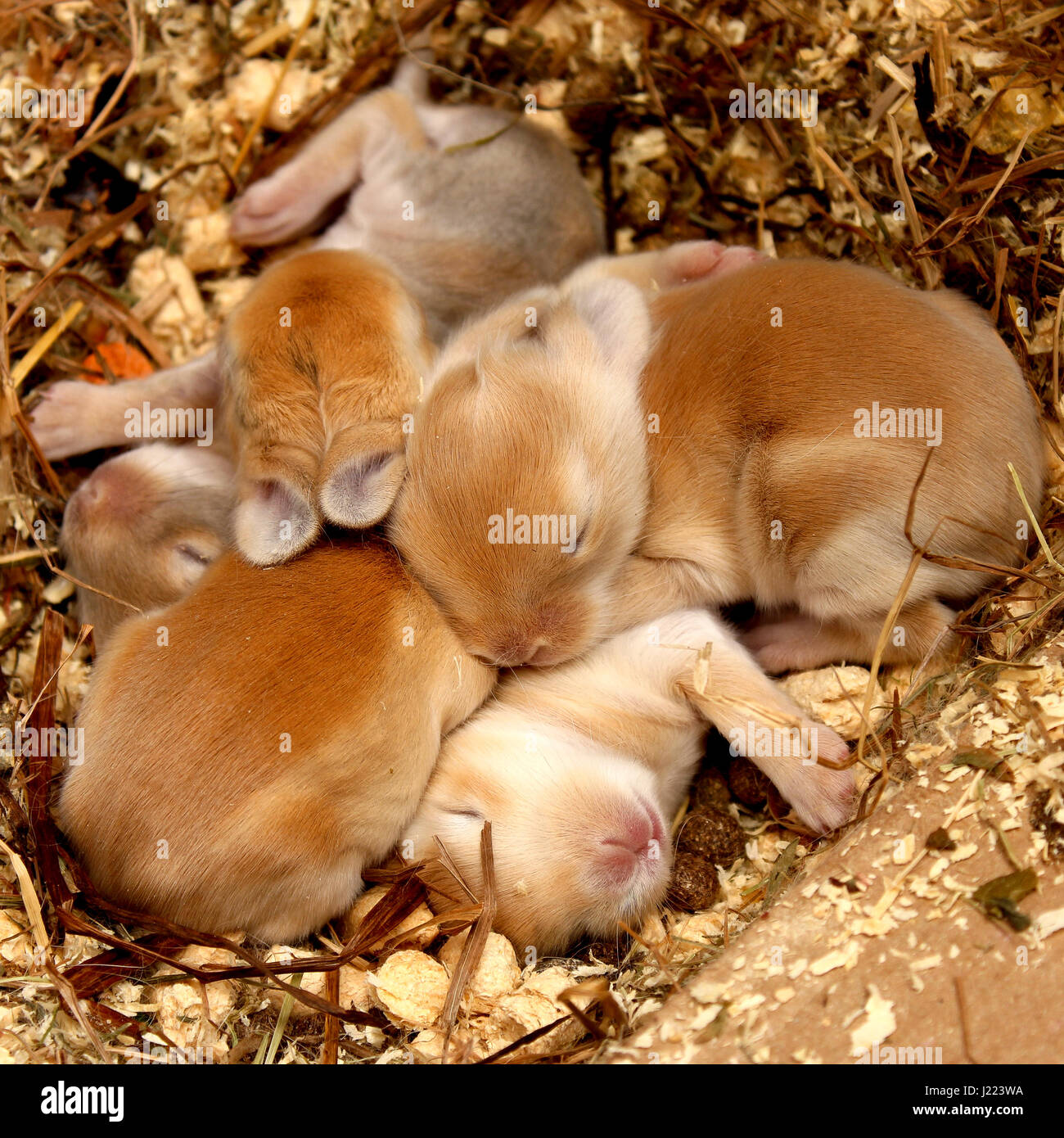 Little rabbit babies sleeping together. Cute pets Stock Photo - Alamy