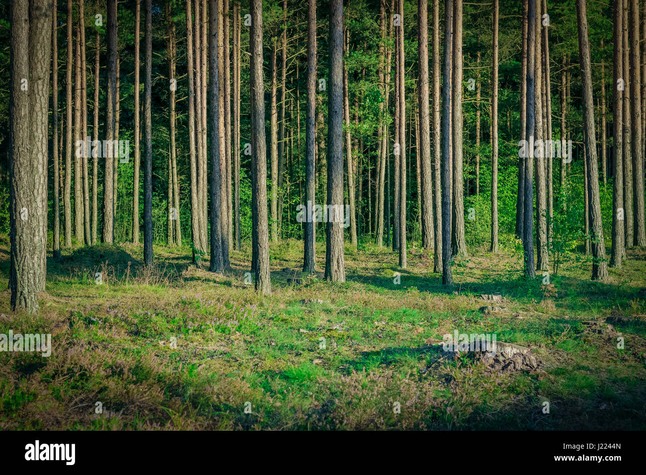 Pine forest with felled tree stumps in Latvia Stock Photo - Alamy