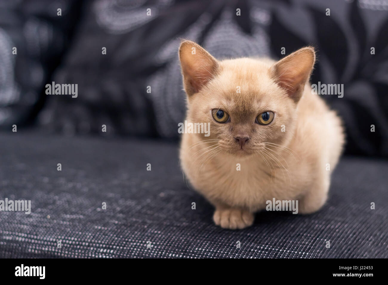 Beige kitten hi-res stock photography and images - Alamy