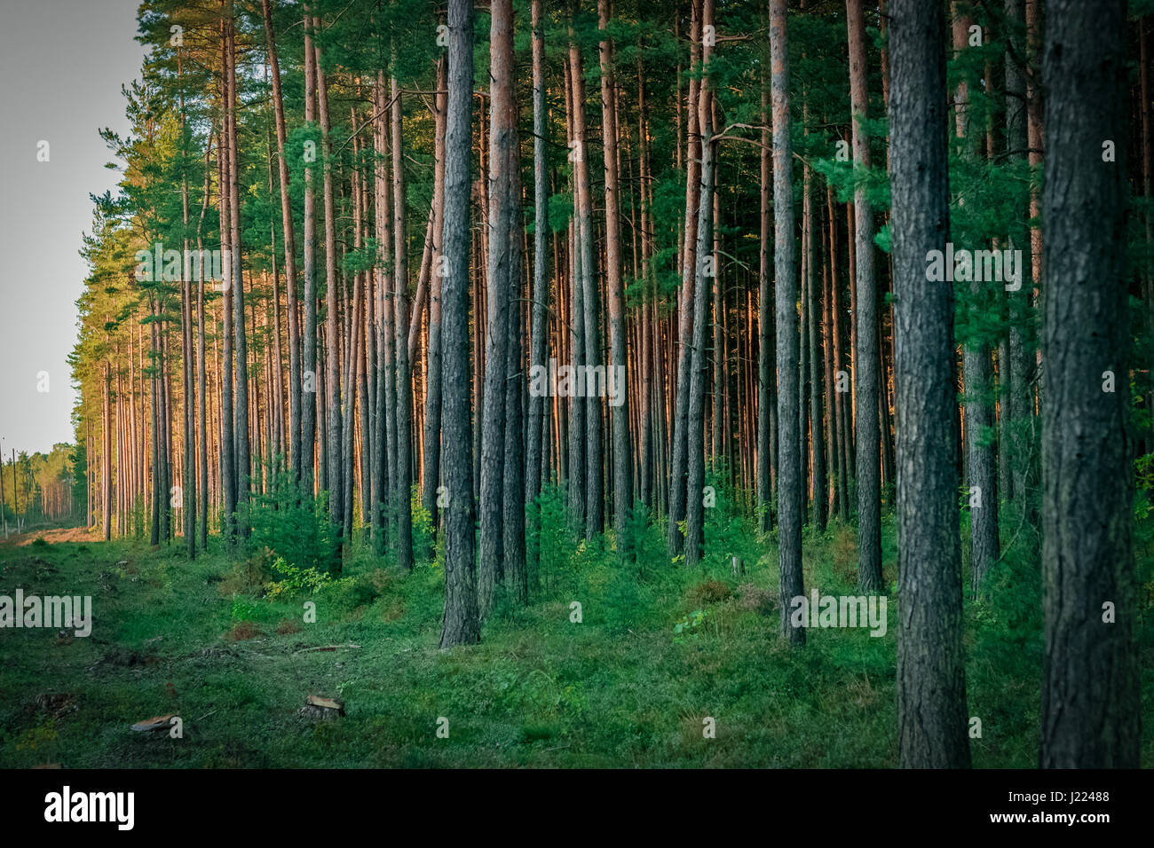Pine forest with felled tree stumps in Latvia Stock Photo - Alamy