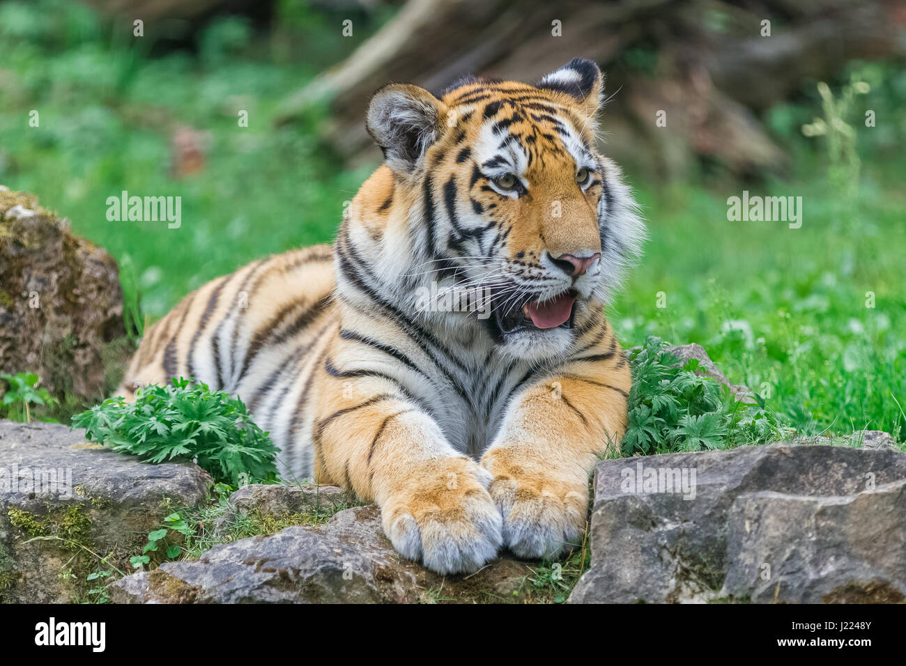 Young bengal tiger lying on the grass and shows his paws Stock Photo ...